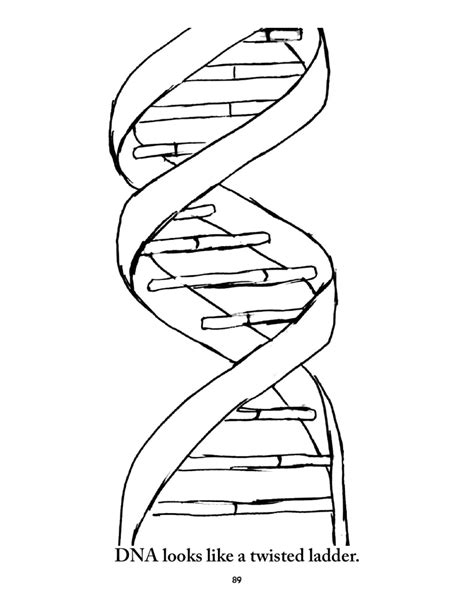 DNA Structure Twisted Ladder Illustration