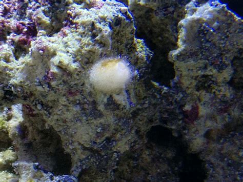 Help Id Filter Feeder Reef2reef