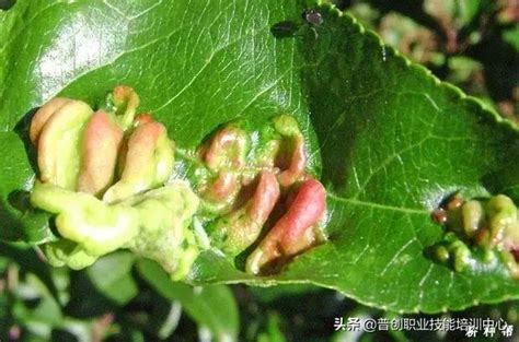 桃树细菌性穿孔病和缩叶病如何防治 发病