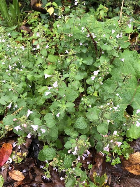 Common Calamint Clinopodium Menthifolium Ascendens Botanical Realm