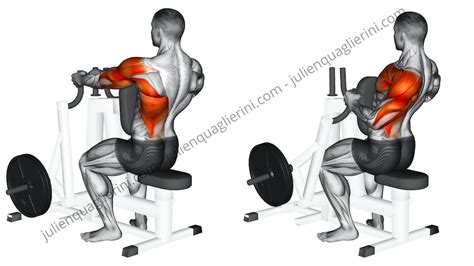 Rowing Machine Workout Back Muscles Eoua Blog