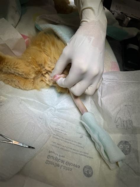 Tail Amputation Pawbly