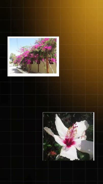 Responsive Part 6 Codingin17 Html Csscode Responsivedesign Shorts