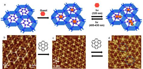 The Photo Induced Guest Adsorption And Desorption In A Host Guest
