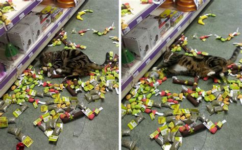 128 Times Cats Found Catnip And Cat Exe Stopped Functioning Bored Panda