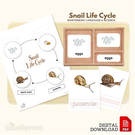 What Is A Snails Life Cycle At Erminia Heavner Blog