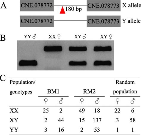 association between genotypes and phenotypic sex at an indel marker in