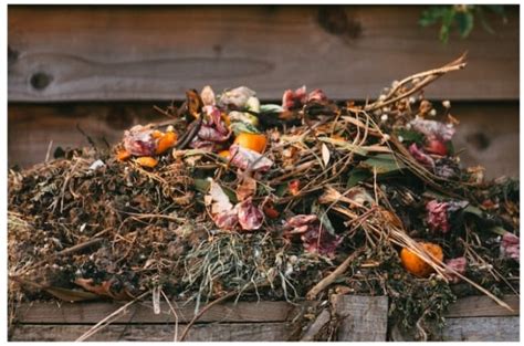 Composting Wood Chips A Beginners Guide