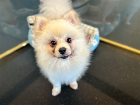 포메라니안 송이 보더콜리분양가격 프렌치불독분양가격 빠삐용분양가격 파피용분양가격 사모예드분양가격 스피츠분양가격 시바견분양가격 시베리안허스키분양가격 시츄분양가격 요크셔테리어분양