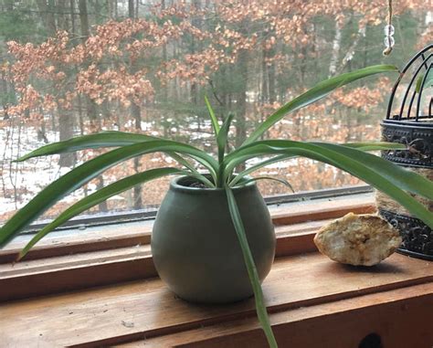 What Temperature Does My Spider Plant Variegatum Need