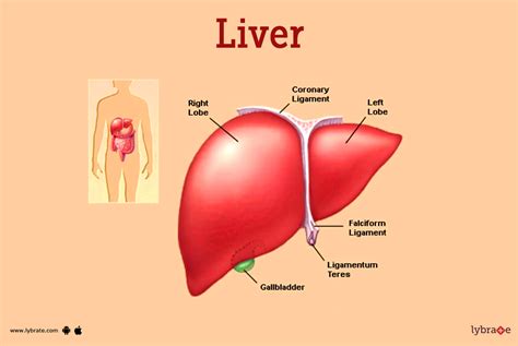 Liver Anatomy Diagram