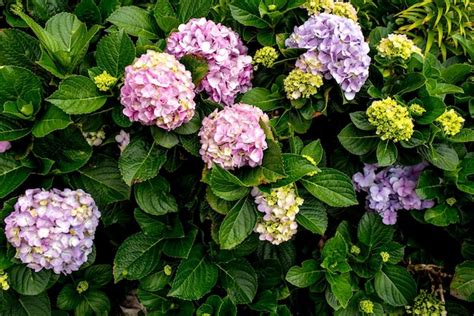 Premium Photo Background Texture Of Hortensia Plant Hydrangea Macrophylla