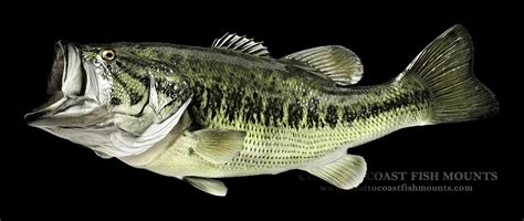 Largemouth Bass Fish Mount And Fish Replicas Coast To Coast