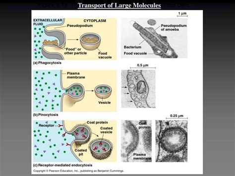 Ppt Chapter Membrane Structure And Function Powerpoint