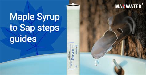 Maple Syrup To Sap Steps Guides