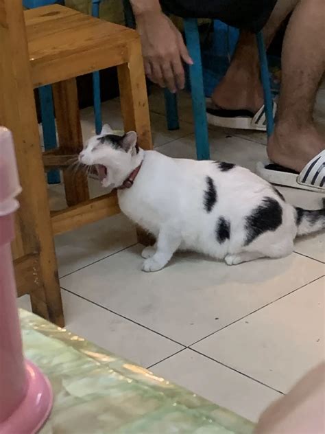 มาแจกภาพแมวตลก ๆ ที่เจอกัน 😹💕 แกลเลอรีที่โพสต์โดย เคโระ Lemon8