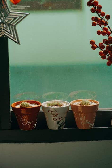 가정의 미학 관엽식물 사랑 관엽식물 전시 녹색 식물 녹지 다육 다육식물 관리 다육식물 화분 도시 장식 도시 정글 미니멀리스트 선반 장식 선인장 선인장