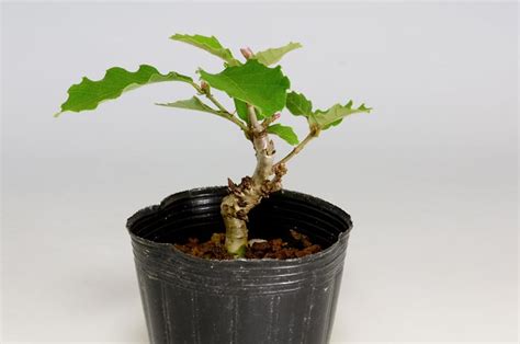 コナラMこなら小楢実もの盆栽の販売と育て方作り方