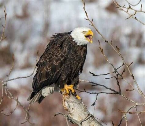 How Do Eagles Help The Ecosystem Fierce Protectors
