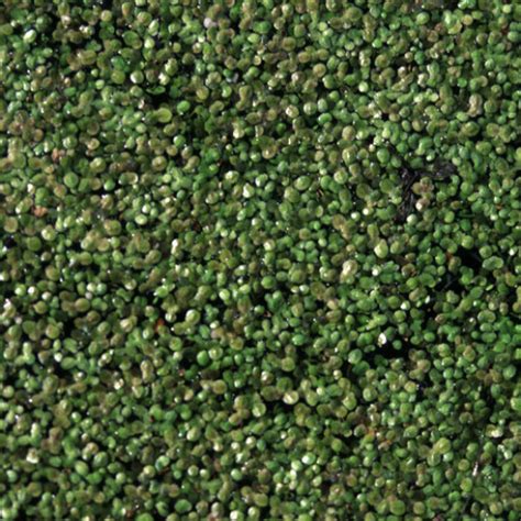 Least Duckweed Lemna Minuta Plant Care And How To Grow Water