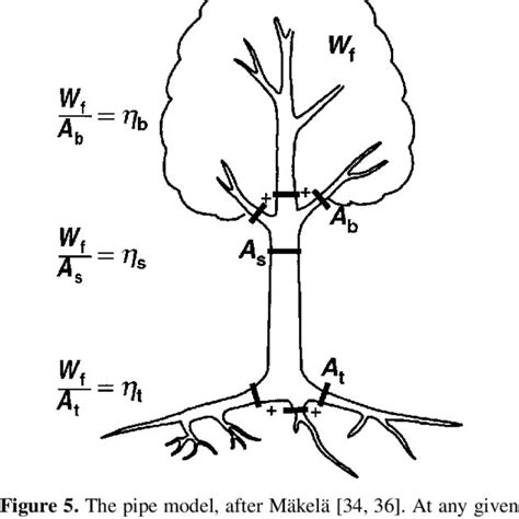 Pdf Carbon Allocation Among Tree Organs A Review Of Basic Processes