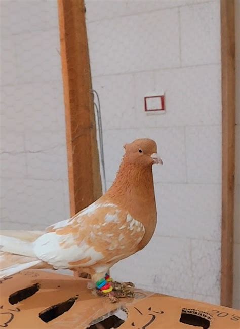 کله زرد نر درشت بدون دورنوک ۶۰۰ت۰۹۰۲۷۰۵۵۹۰۰رحمانی Pigeon Youtube