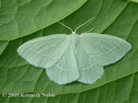 Small Emerald British Wildlife Wiki Fandom