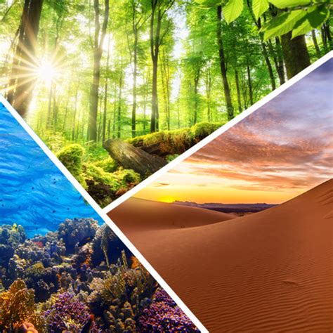 Nutrient Cycle In An Ecosystem Osem