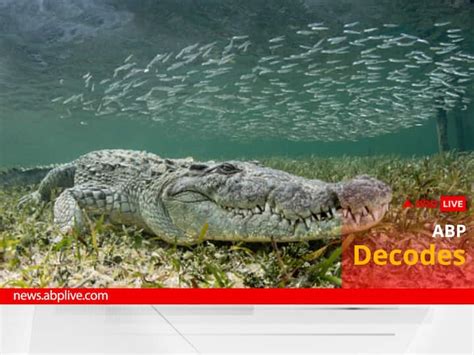 Virgin Births Facultative Parthenogenesis Pregnant Crocodile Type Of