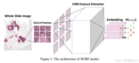 【pytorch项目实战】乳腺癌检测：cnn补丁嵌入 Crf空间建模 Csdn博客