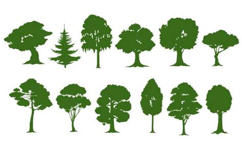 Deciduous Tree Names