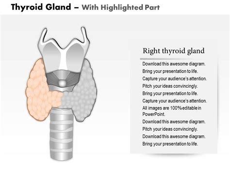 Thyroid Gland Medical Images For PowerPoint Presentation PowerPoint Diagrams PPT Sample