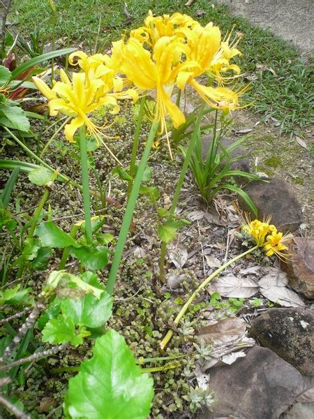 Lavender And Vanilla Friends Of The Gardens Lycoris Aurea Golden