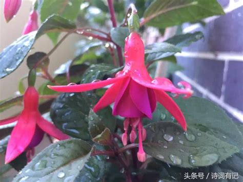 詩詞春篇卜算子 詠盆花 每日頭條
