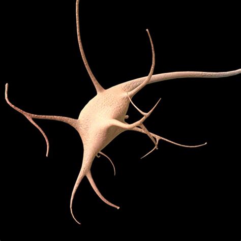 3d Neuron Synapse Model