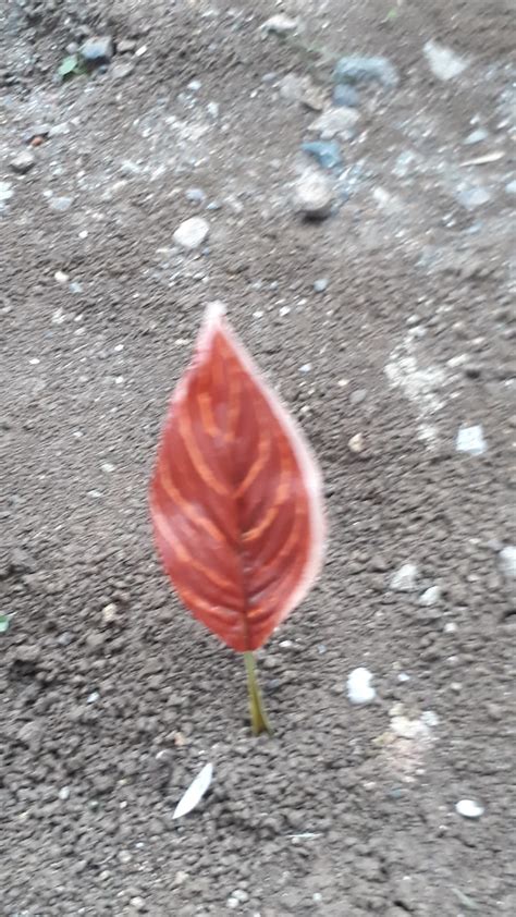 Tika Object Detection Dataset And Pre Trained Model By Elas Workspace