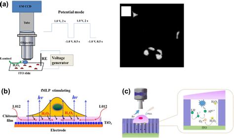 Figure 3 From Recent Advances In Electrochemiluminescence Based Systems
