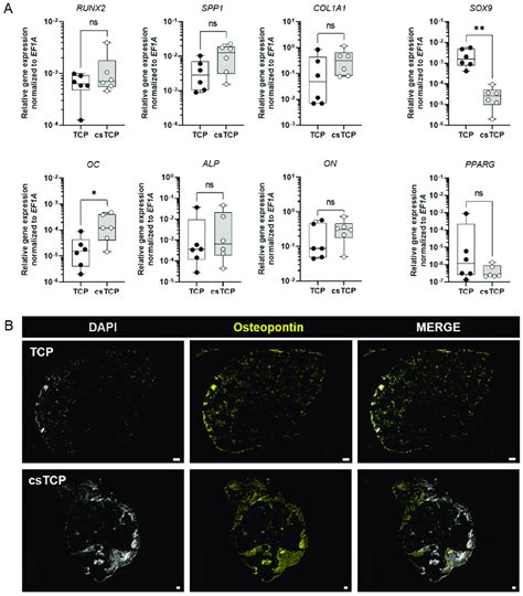 RNA Expression Analysis At Day Showed That Sheet Technology Slightly Download Scientific