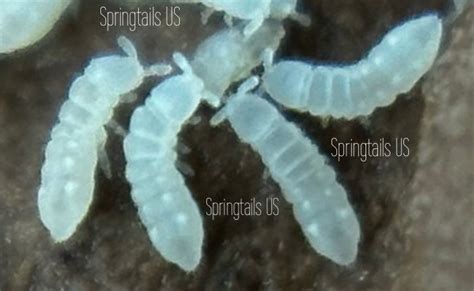 Up To Date Springtail Identification And Common Name Resource