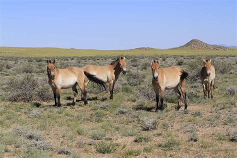 Welcometomongolia On Twitter Rt Ganerdene Us Завхан аймгийн Дөрвөлжин сумын нутаг Хомын