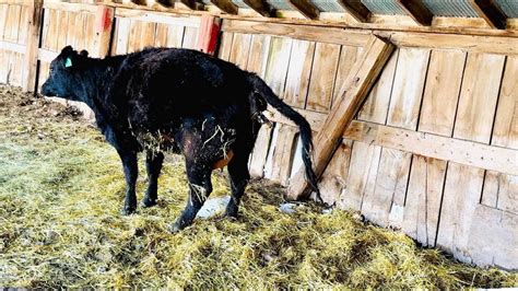 The Birth Of A Calf Heifer Cow 72s Journey From Birth To First Steps