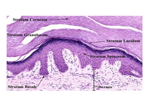 L1 Skin Science Of Epidermis Dermis And Subdemis Histology And Molecular Biology Of The Skin Ppt