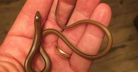 Not So Big Lizards In My Backyard Album On Imgur