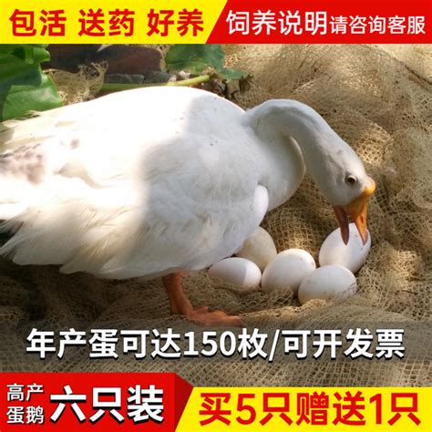 5只装蛋鹅活苗五龙鹅苗全母鹅年产150枚蛋高产鹅活体包活包邮 淘宝网