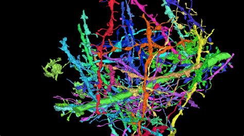 Exacortex Exascale Reconstruction Of Human Cerebral Cortex Argonne