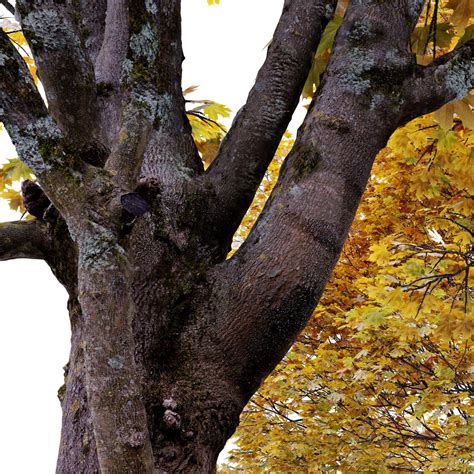 Acer Macrophyllum Autumn Model Turbosquid 1930046