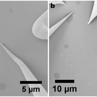SEM Images From The Multi Probe Instrument Showing Two Four Probe Download Scientific Diagram
