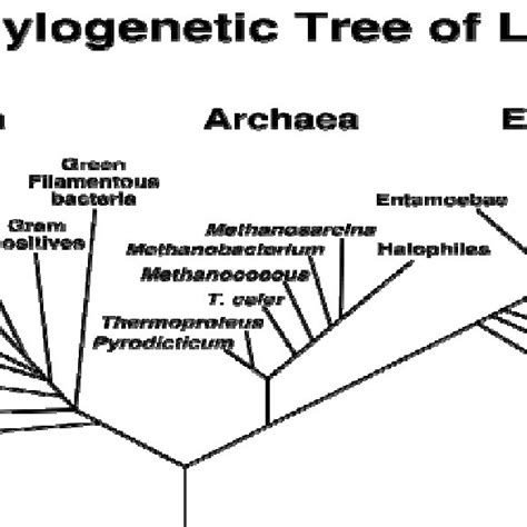 Pdf The Complexities In The Classification Of Protozoa A Challenge