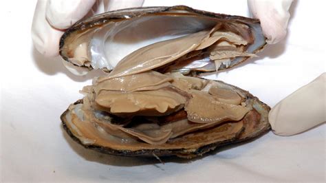 Clam Dissection Visceral Mass