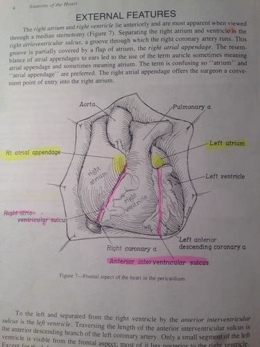 Chapter 1 Anatomy Of The Heart Flashcards Quizlet